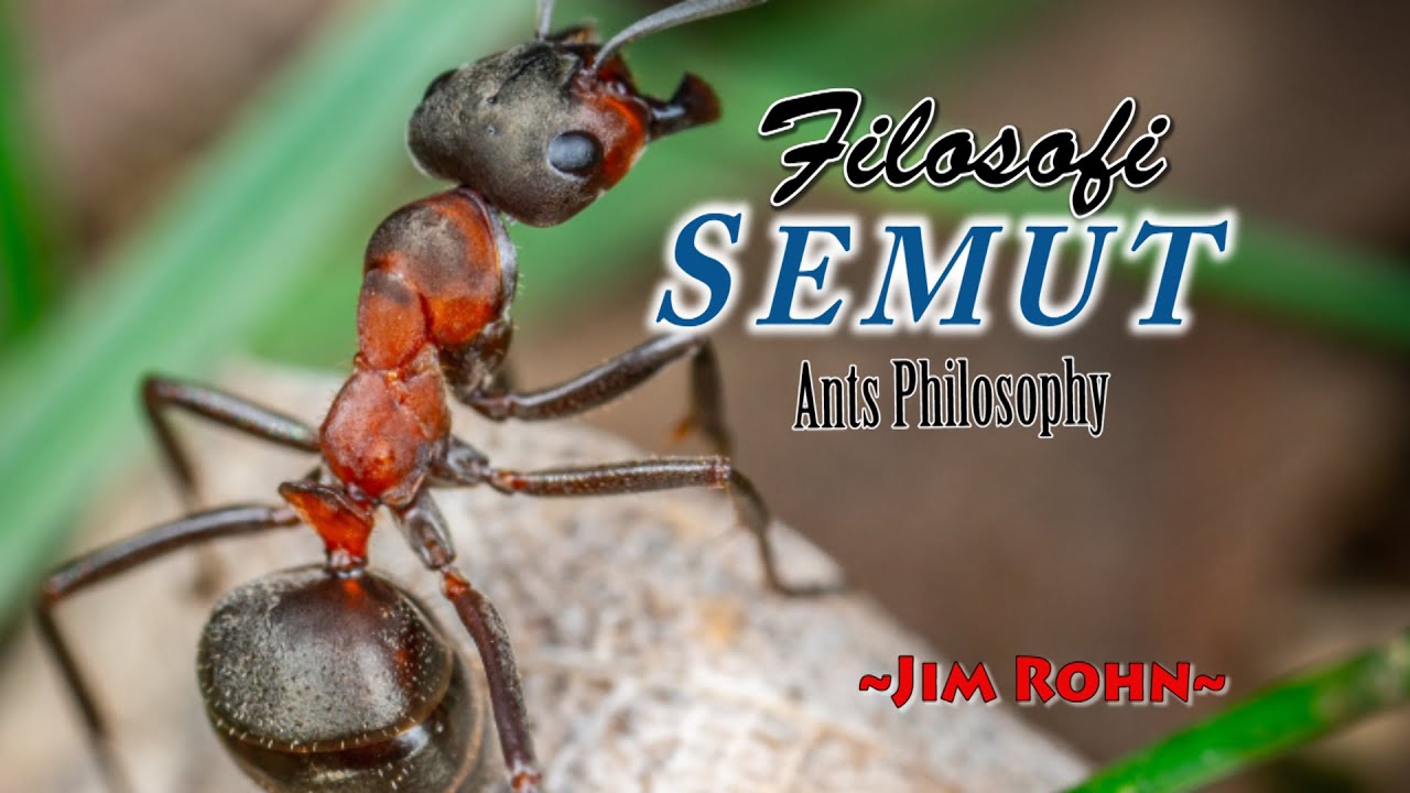Filosofi Semut (Subtitle Indonesia) JIM ROHN - YouTube