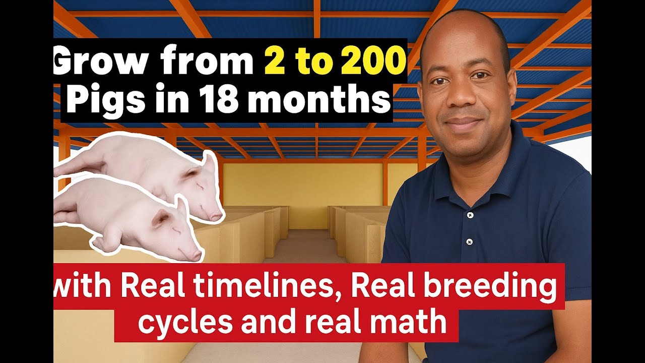Smart Pig Farming in Africa: Proven Pig Multiplication Plan | Grow from ...