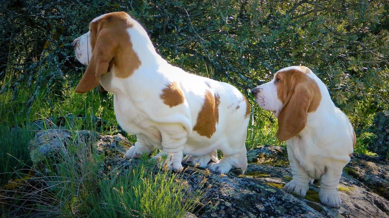 Cachorros de Basset Hound: explorando la naturaleza en reserva de la ...