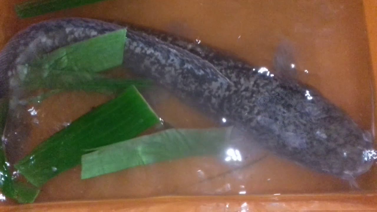 Magar mach - YouTube