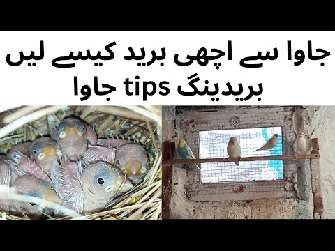 java breeding progress| java briding tips|| java chakis | #fawn #java ...