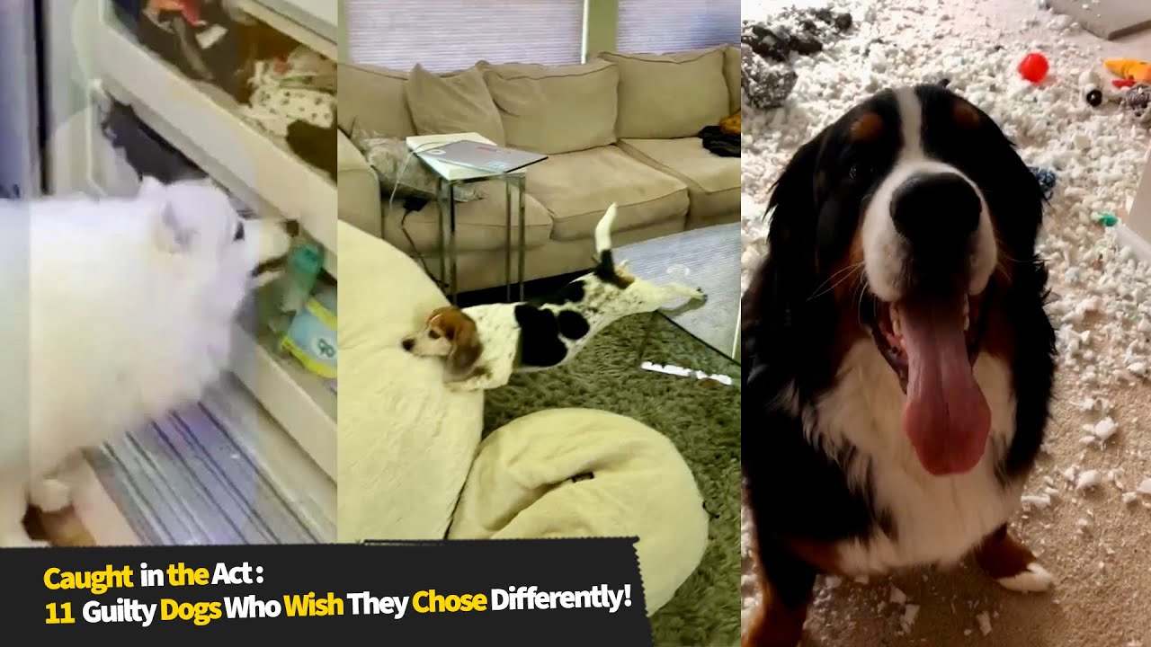 Caught in the Act: 11 Guilty Dogs Who Wish They Chose Differently ...