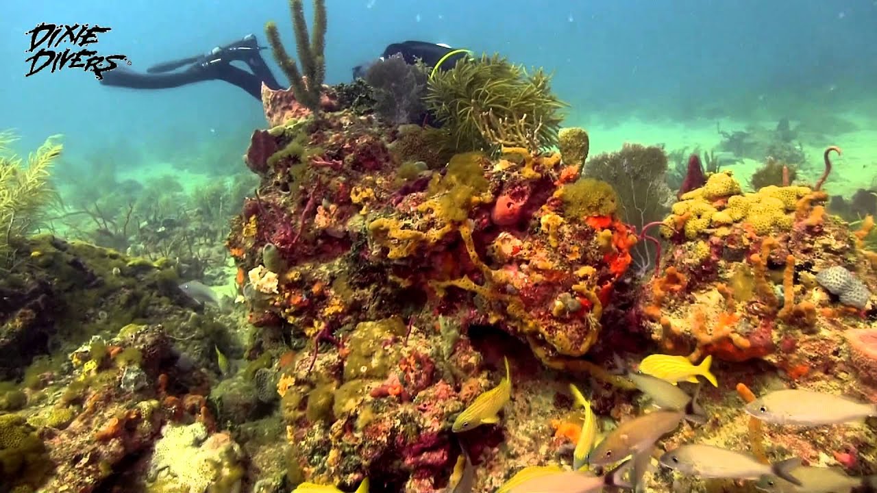 Hillsboro Ledge Reef - 09-12 - YouTube