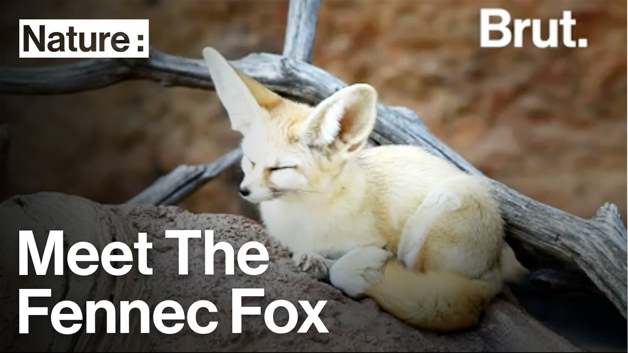 Meet the Fennec Fox - YouTube
