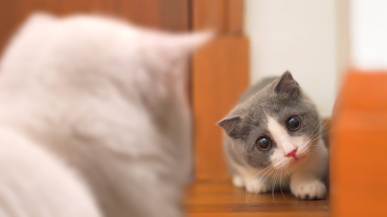 Kittens Meeting For The First Time! - YouTube