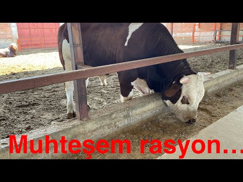 Ucuz rasyon kaliteli randıman