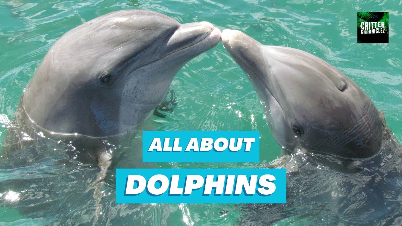 EVERYTHING you need to know about DOLPHINS! Playful, Social, and ...