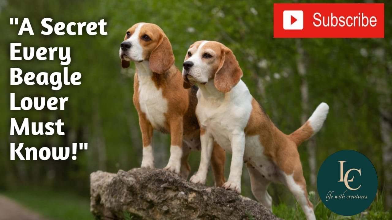 "Why Beagles Are the Best Dogs in the World!"(@Lifewithcreatures ...