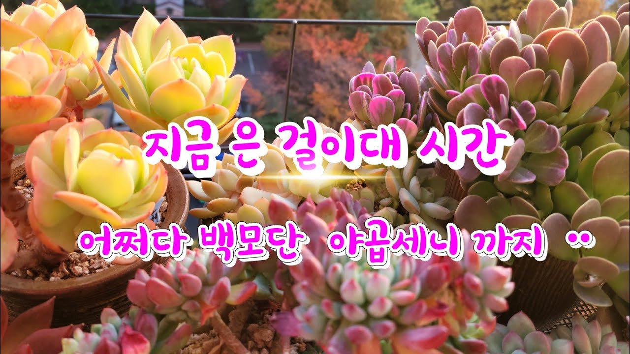 우리집 베란다 식물 백모단 야곱세니 러블리로즈 레종 다육이물들이기 국민다육 다육식물키우기 다육이구경하기