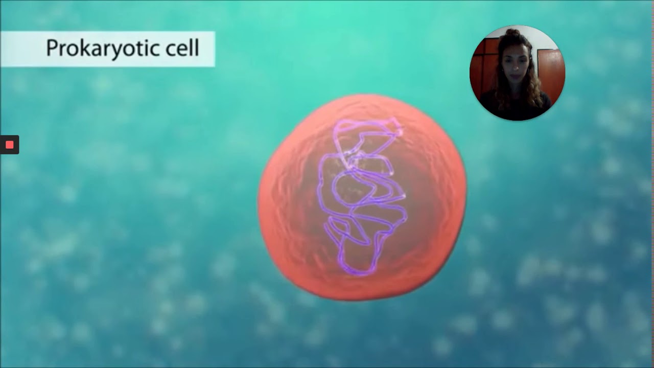La cellula Ripasso, cellule procariote ed eucariote Mitocondrio Cellula animale e vegetale ...
