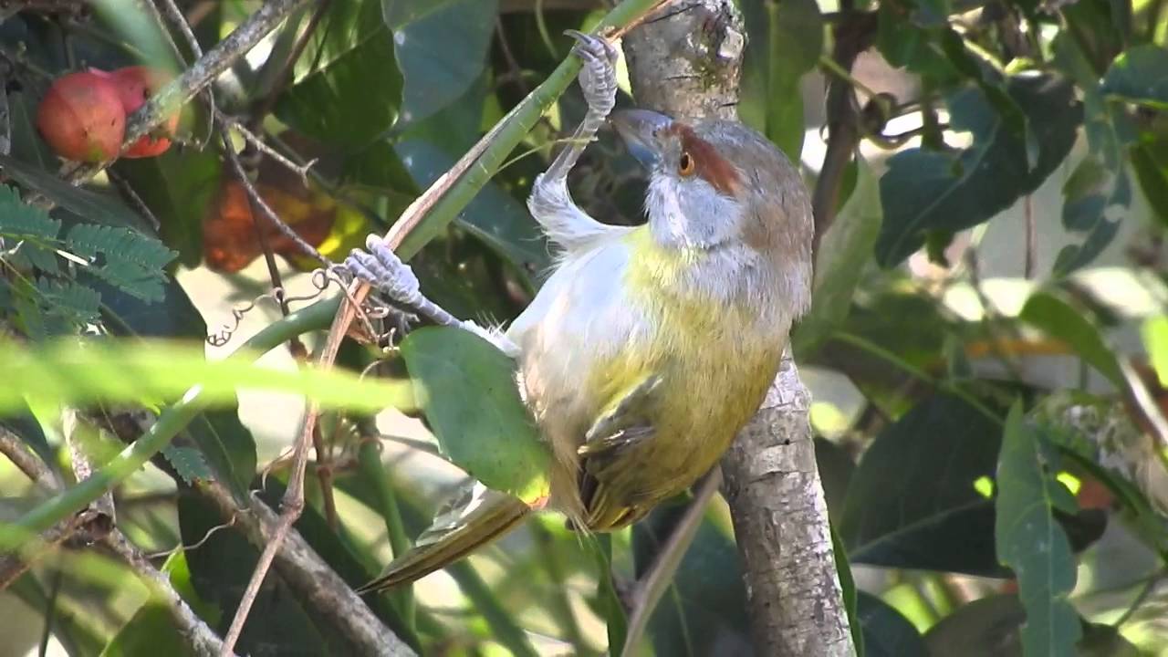Juan Chiviro (Cyclarhis gujanensis) - YouTube