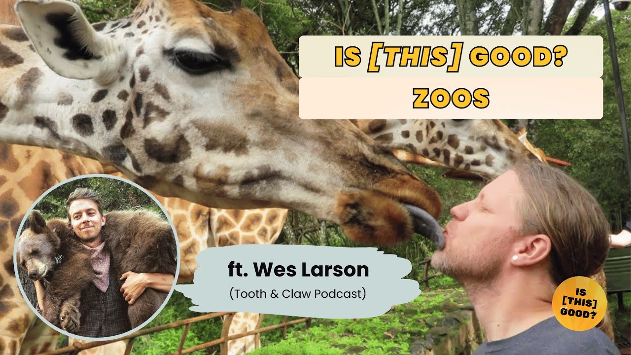 Wes Larson | Bear Necessities - YouTube