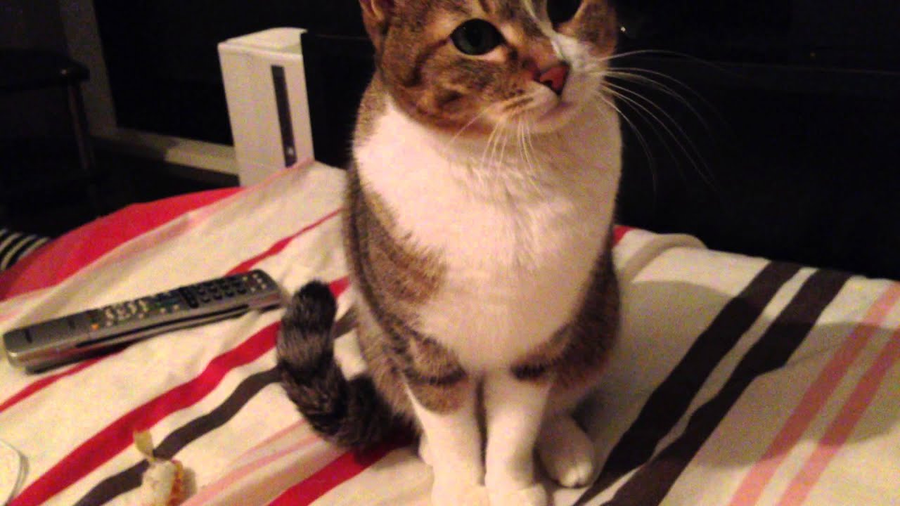 「ナニカ」に首をかしげる猫 The cat looks doubtful to something - YouTube