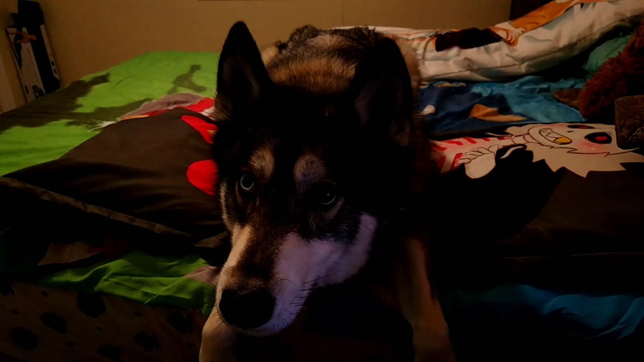 Doggo does a bork - YouTube