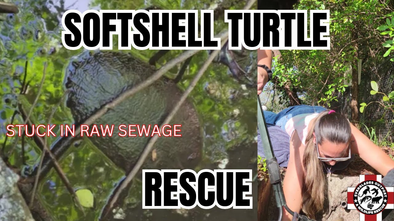 HUGE SOFT SHELL TURTLE STUCK IN SEWAGE - Rescue Call - YouTube