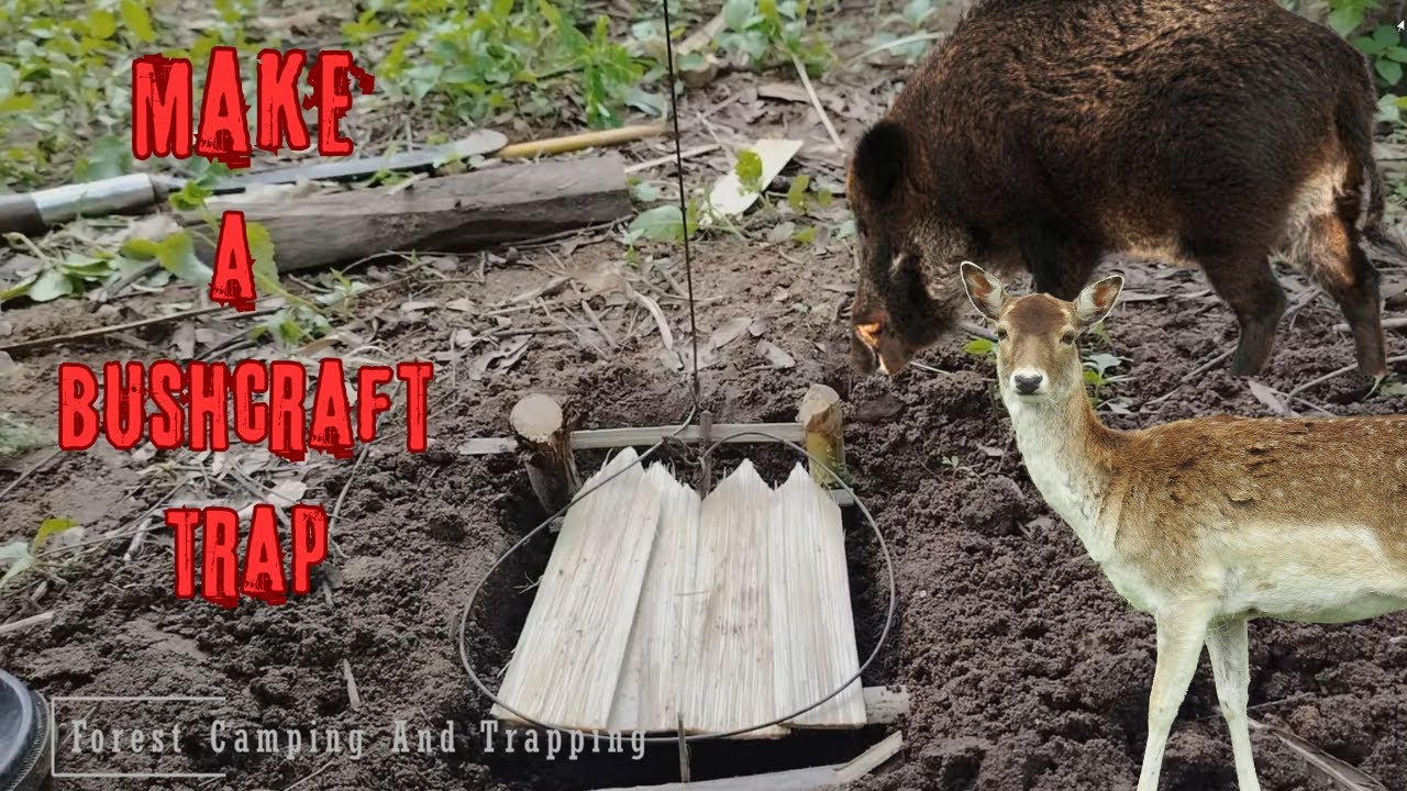 Build a Bamboo Trap for wilderness survival, Hunting, and Bushcraft! # ...