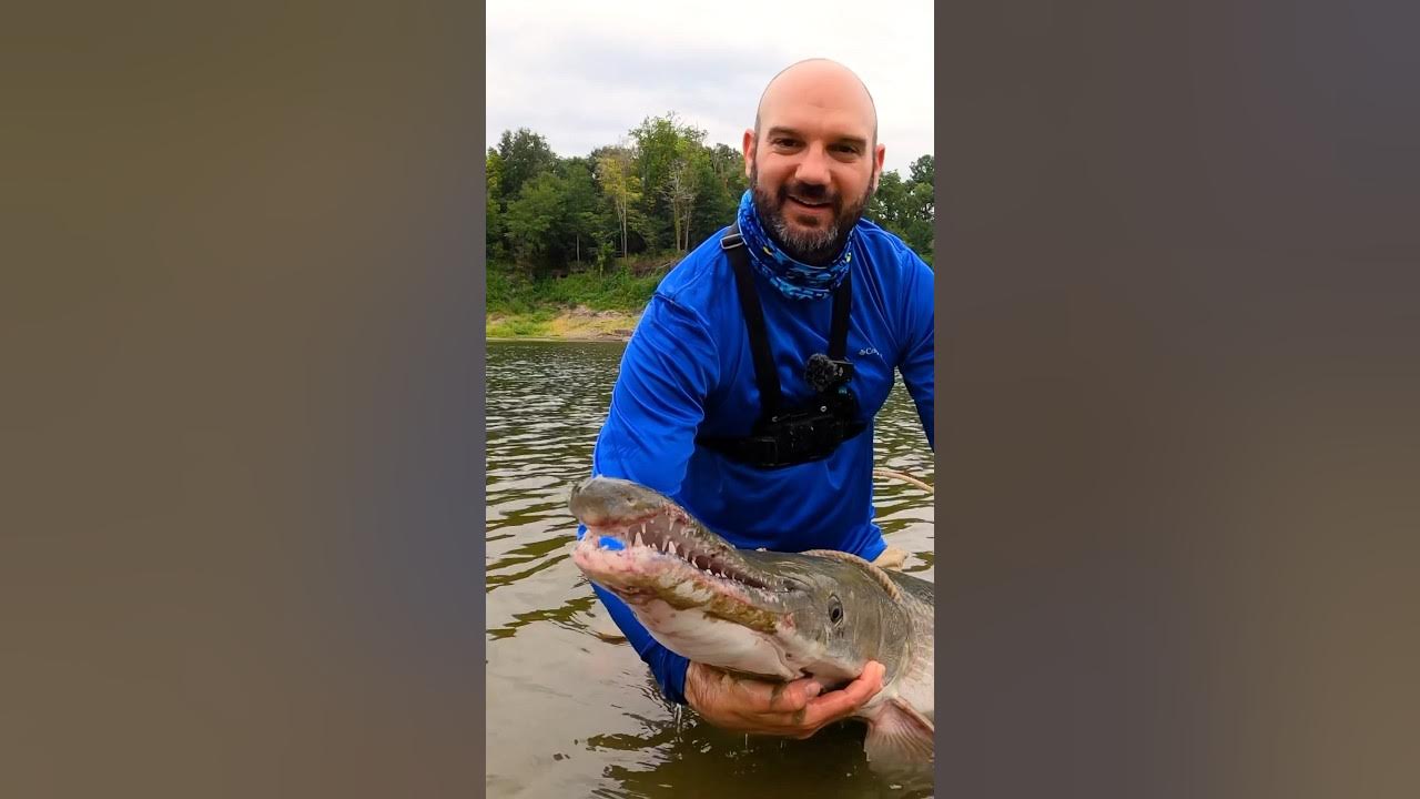 How to catch alligator gar bait. - YouTube