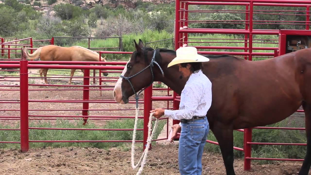 Becky's Basics on how to halter a horse. - YouTube
