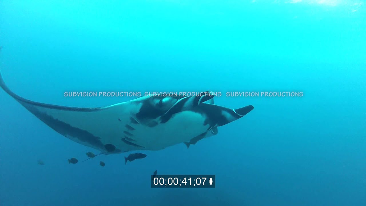 stock footage of Manta ray with cleaner fish flying by and over. - YouTube