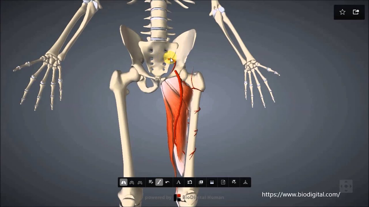 Mm. adductores (Übersicht) - YouTube