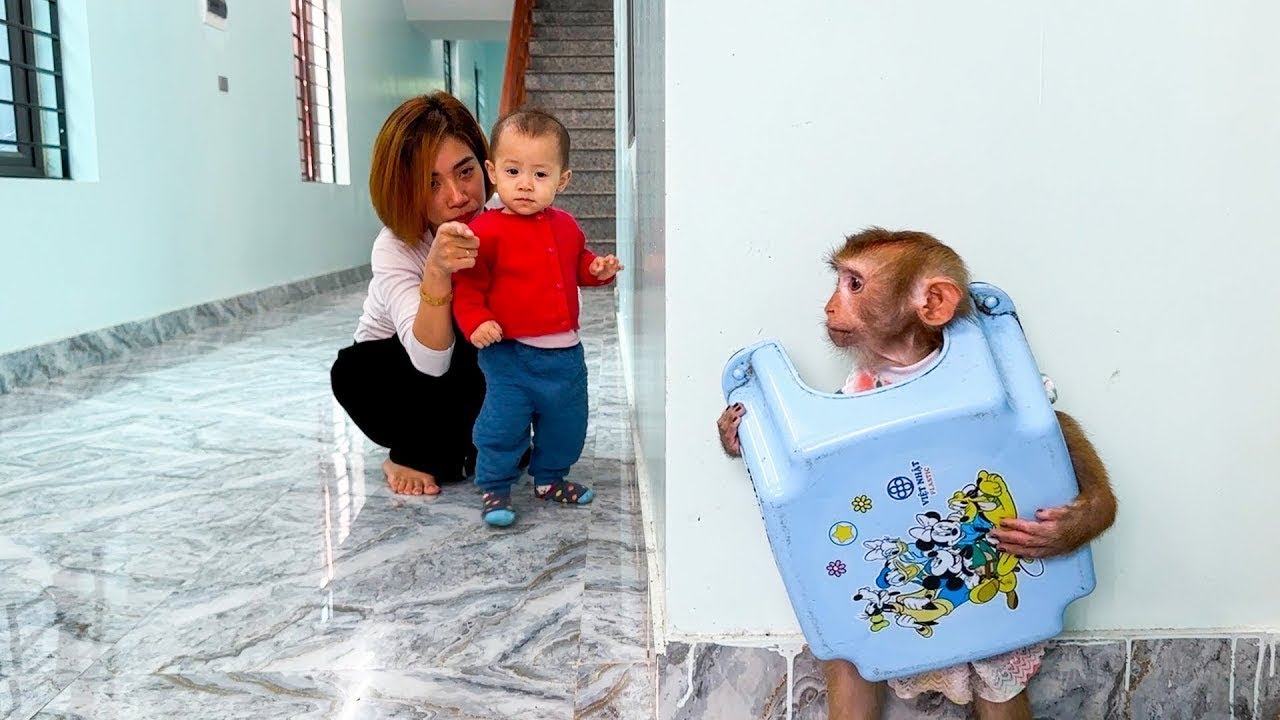 Monkey Kaka hid behind the wall with the chair for Diem to find, so fun ...