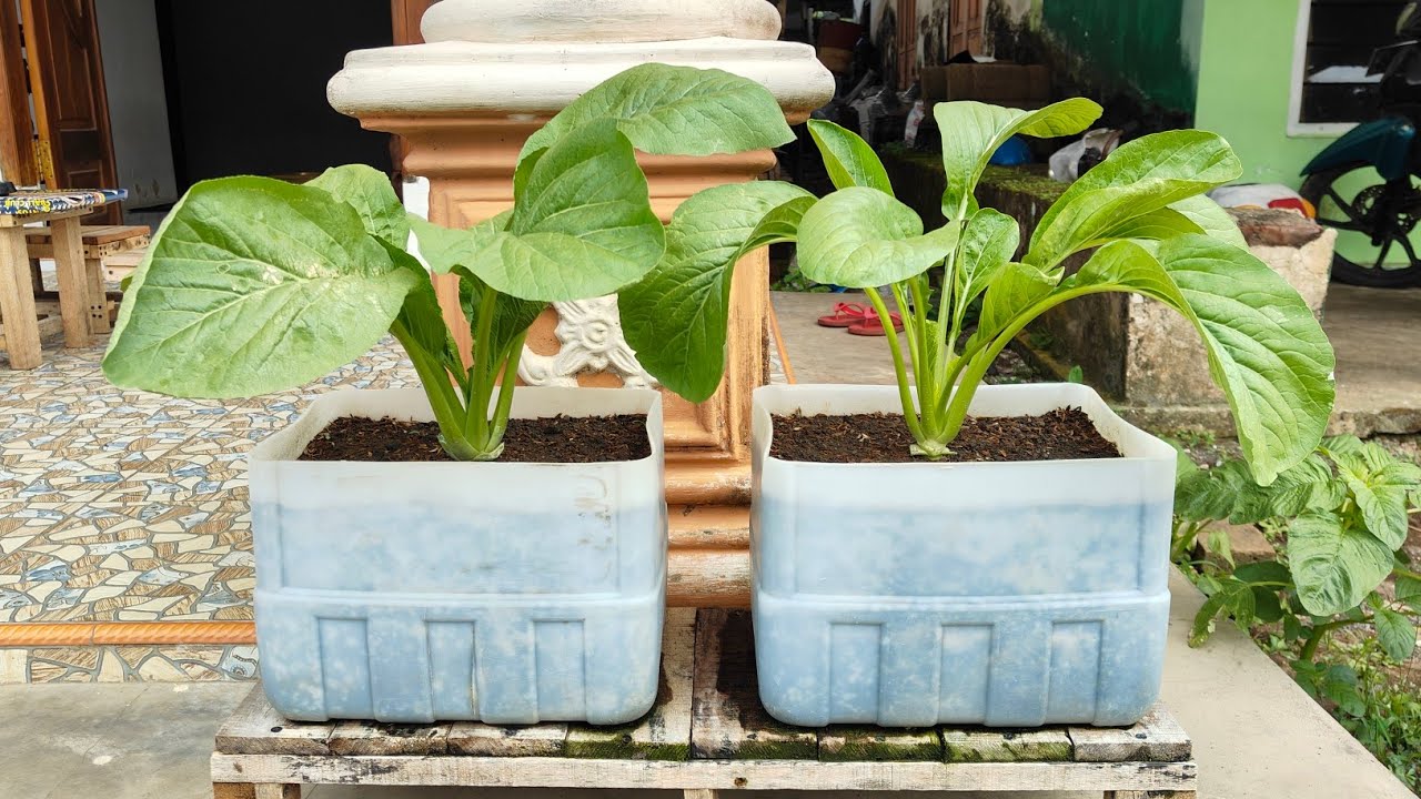 menanam sawi caisin untuk hidangan keluarga || how to grow caisin ...