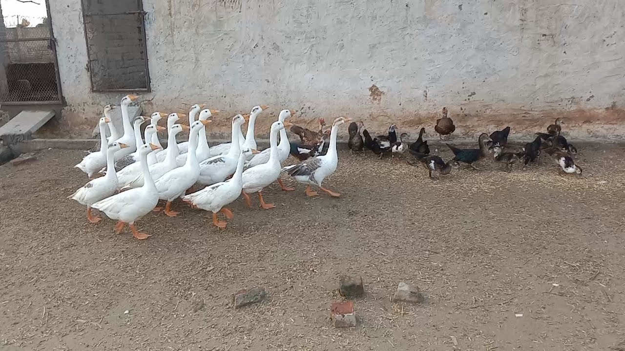 big white ducks original sounds | black ducks with chicks - YouTube