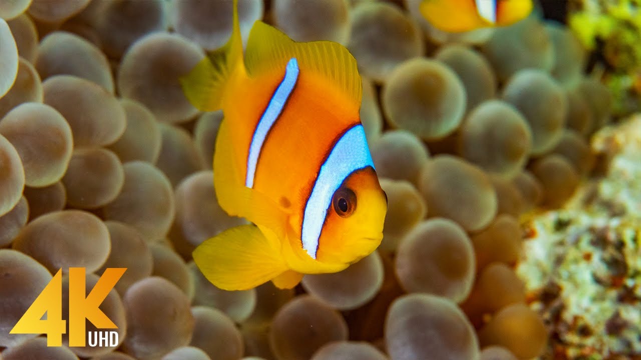 The Best of Red Sea Underwater in 4K - Colorful Reefs & Sea Life ...