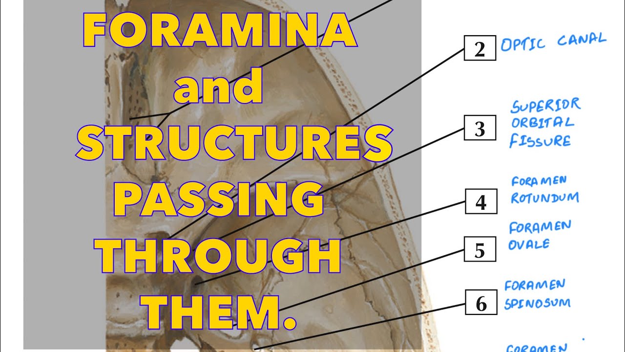 FORAMINA OF SKULL STRUCTURES PASSING THROUGH THEM EDUMINDZ YouTube foramina-of-skull-structures-passing-through-them-edumindz-youtube