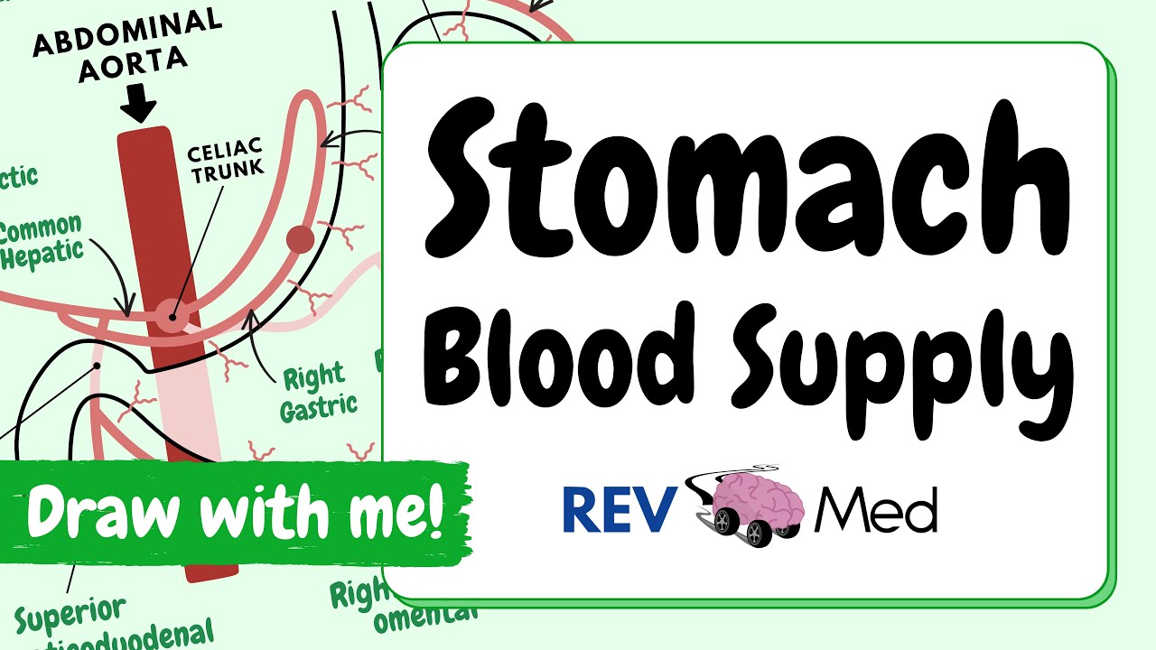 Stomach Arterial supply | Abdomen (EASIEST VIDEO) - YouTube