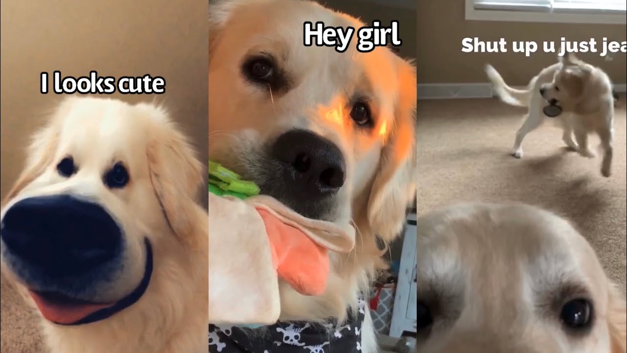 Oh Charlie | My Dog Is Such A Goofball - Compilation - YouTube