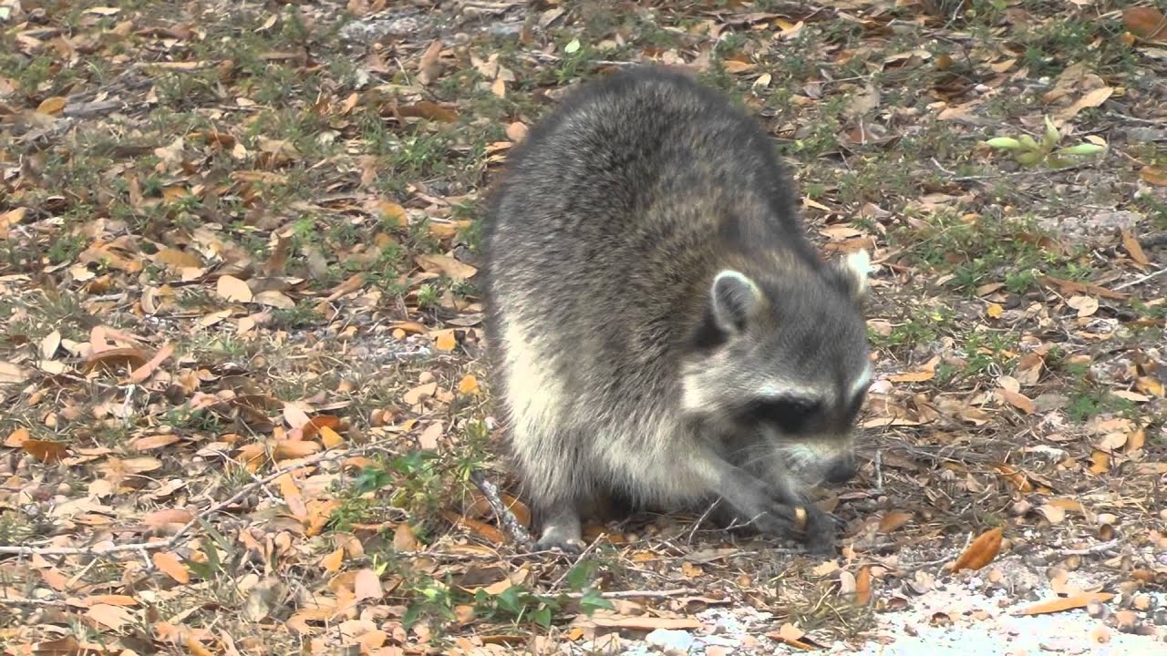 Raccoon feeding.I was taking a fishing break WillCFish Tips and Tricks ...