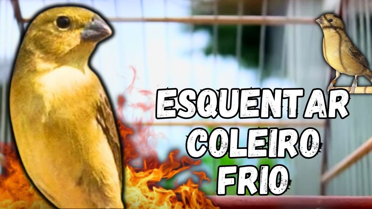 fêmea de coleiro chamando Muito Para Esquentar coleiro frio - YouTube