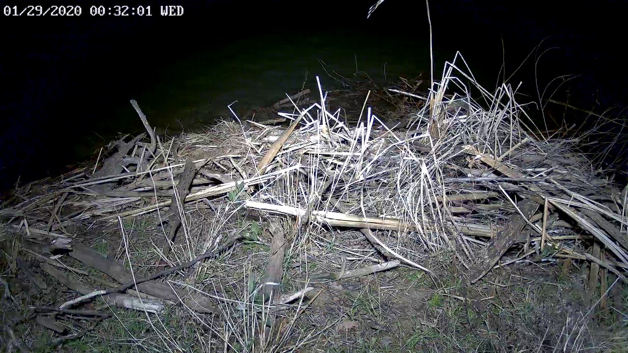 1-29-20 (Beaver Cam 2) - YouTube