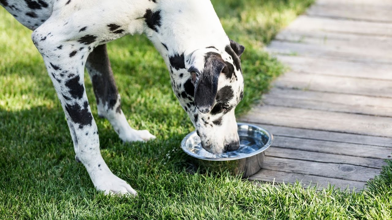 Responsible Great Dane Breeding Practices - YouTube