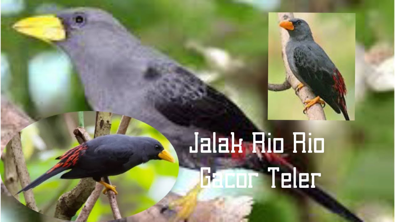 Jalak Rio Rio Teler Gacor - YouTube