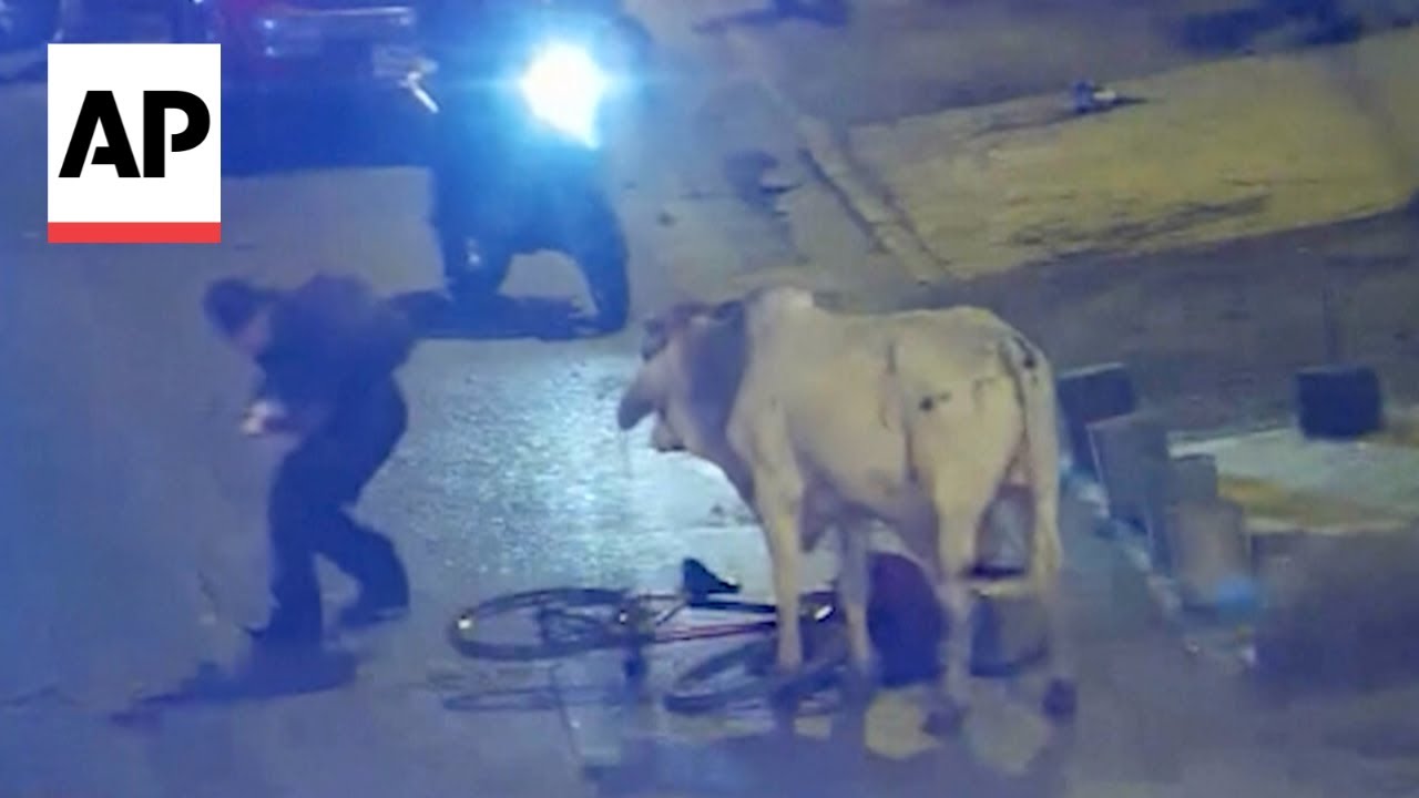 WATCH: Loose bull scares neighbors in Peru - YouTube