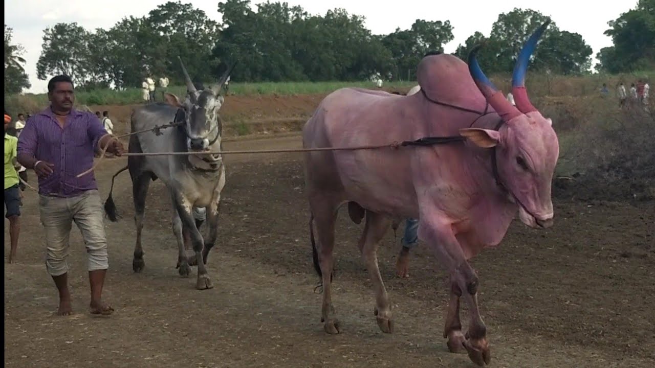 || Siddharud Prassanna Harugopp and Murgod Bulls in Bailgadi Sharyat ...