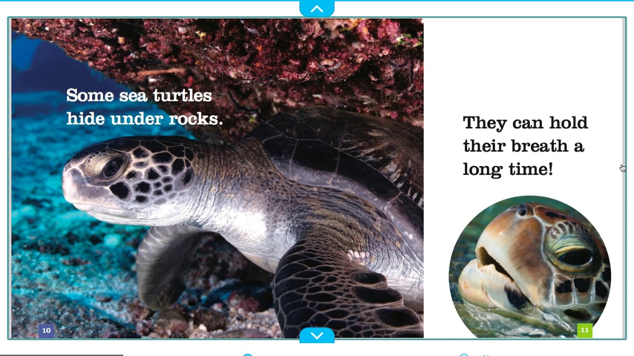 Read Aloud Sea Turtles 5-5-20 - YouTube