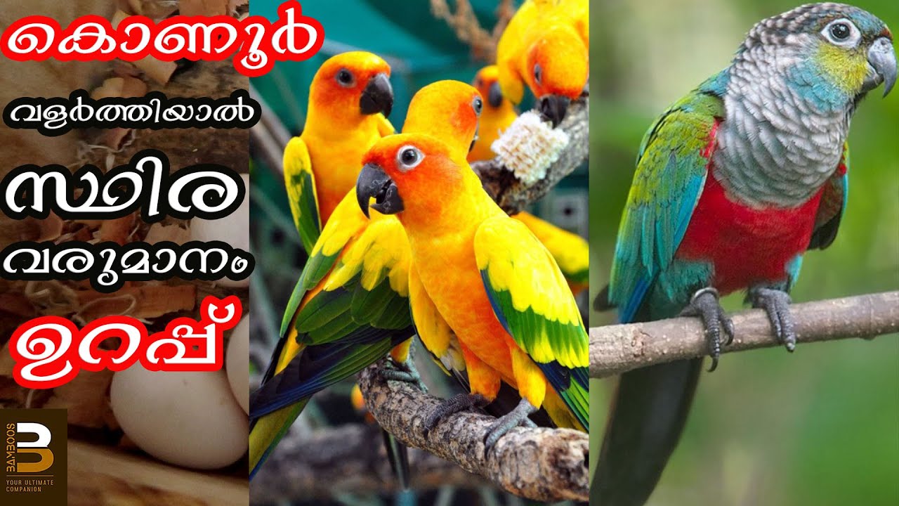 Crimson Bellied Conure, Grey Parrot, Pearly Conure, Blue Green Cheek ...