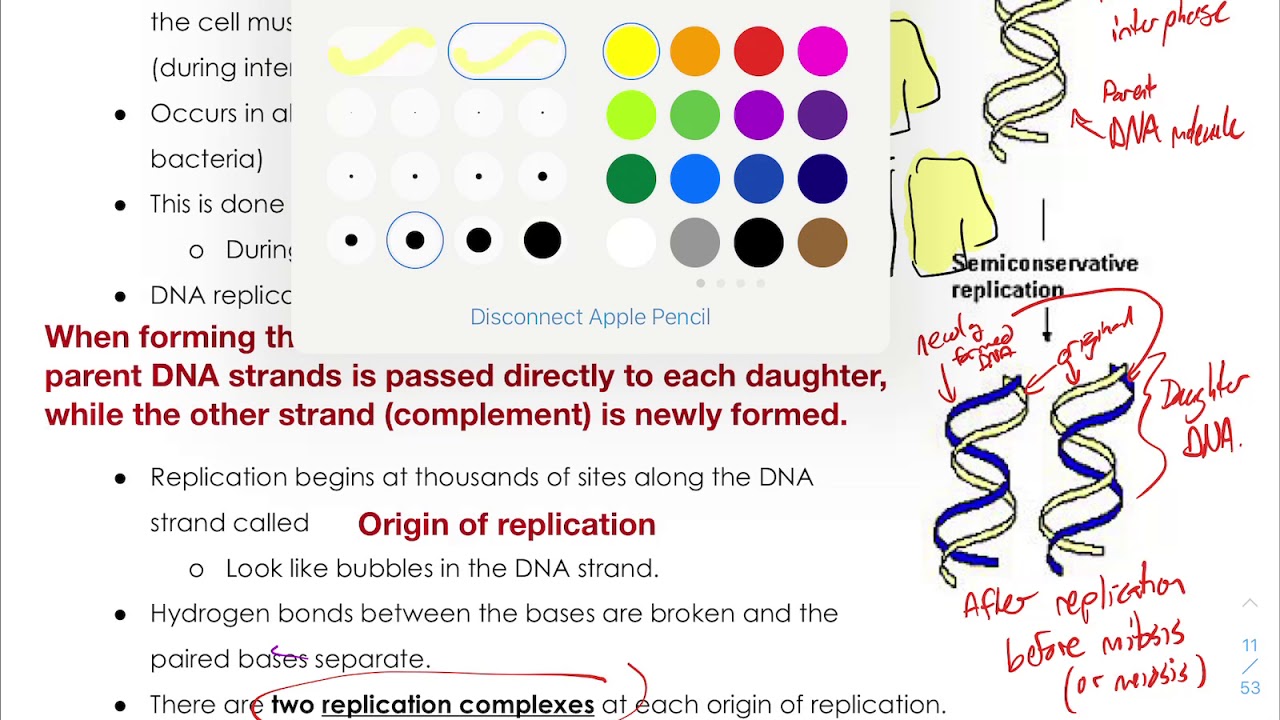 Bio 40S - Unit 4 DNA - Lesson 4 - DNA replication - YouTube