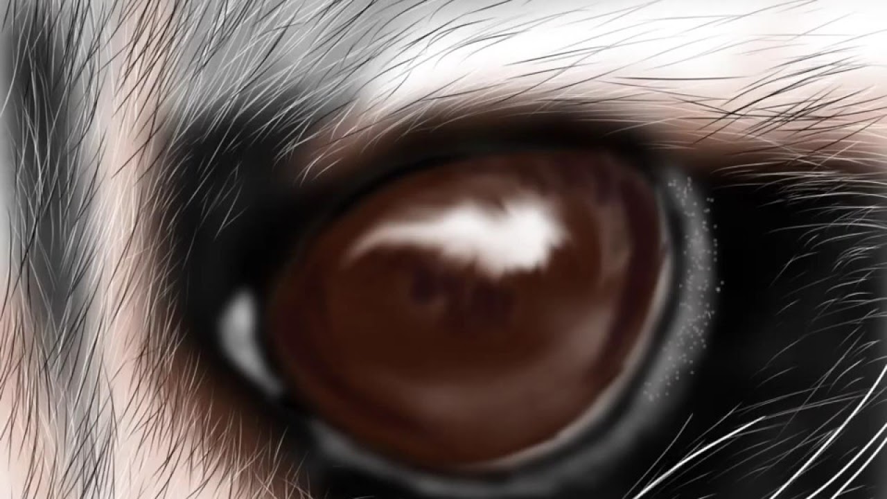 Ojo de mapache - YouTube