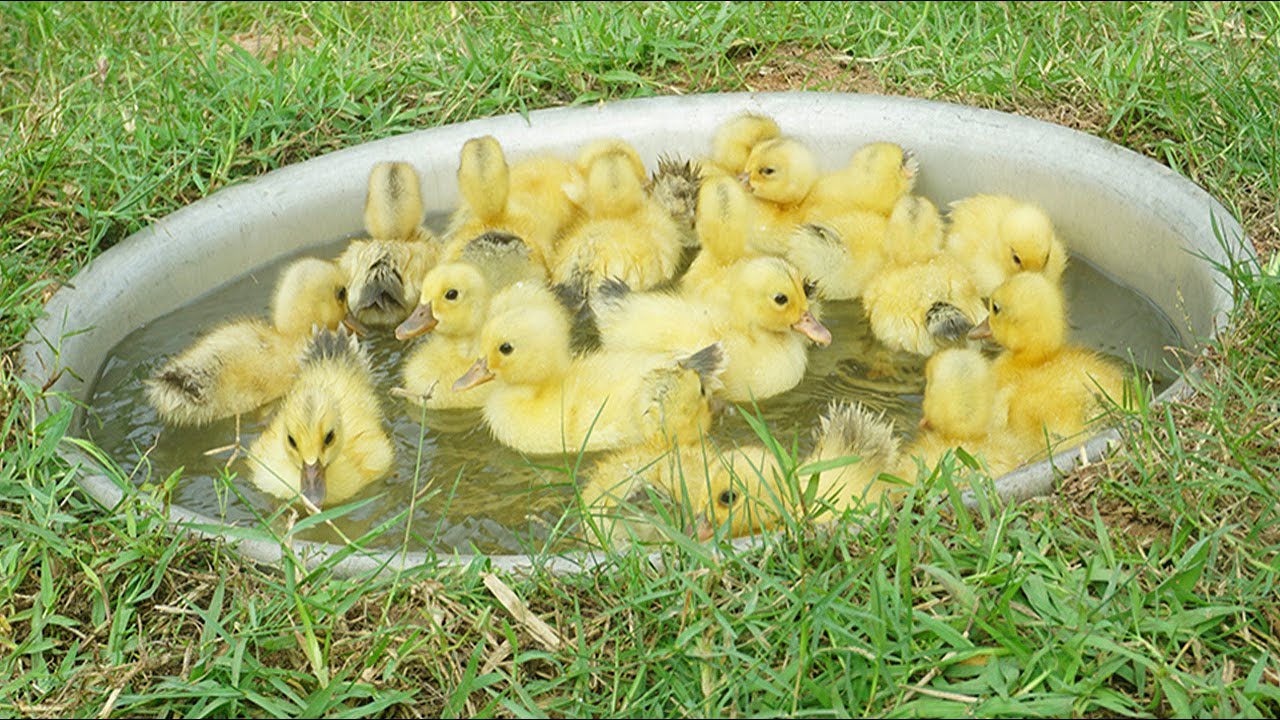 Awesome Baby Duckling Funny Eat & Swim New Pool - Duckling Funny ...