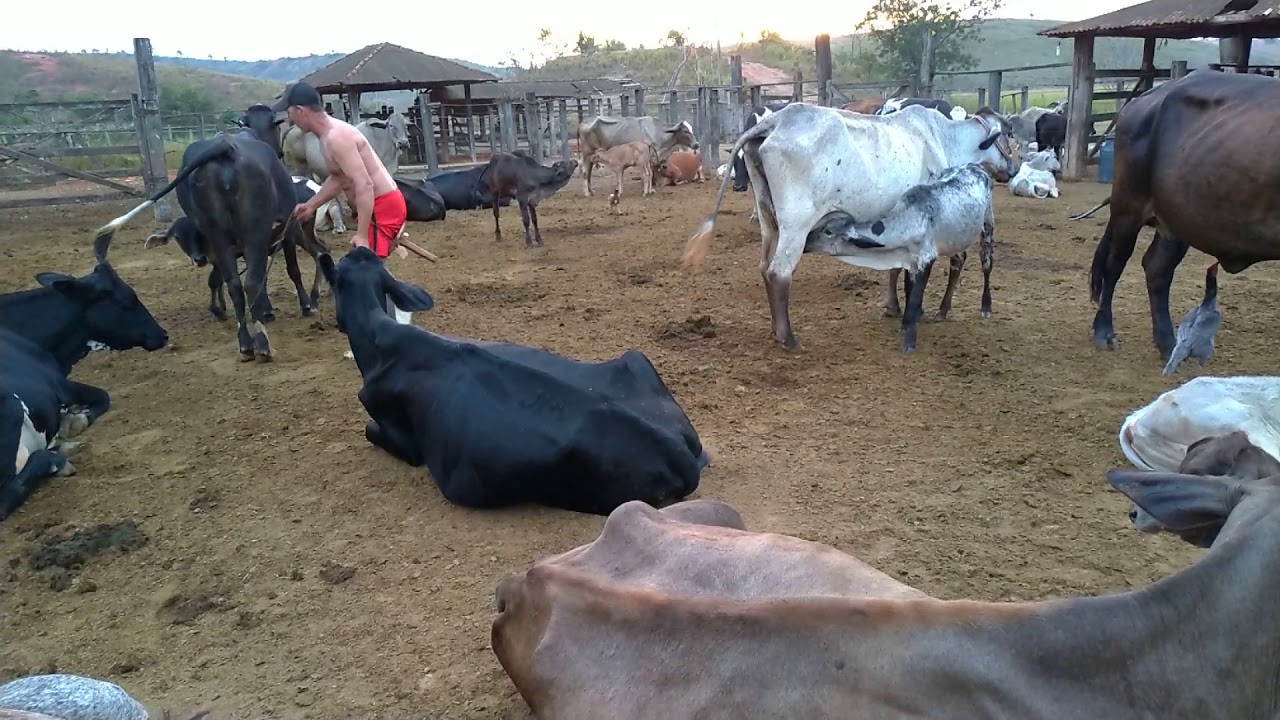 Ordenhando as vacas no curral pela manhã... Braúna minha amiga fica ...
