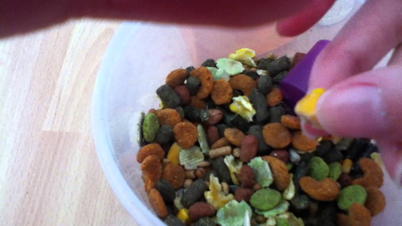 daily syrian hamster diet - YouTube