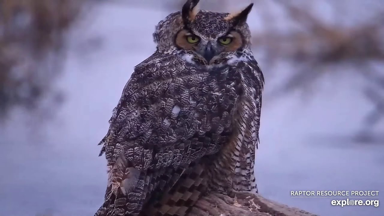 Mississippi River Flyway. Great Horned Owl - explore.org 01-05-2024 ...