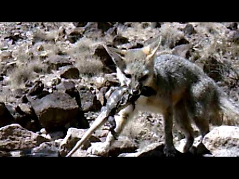 Desert trail camera. Fox catches Rat and Chuckwalla. Plus Big Horn ...