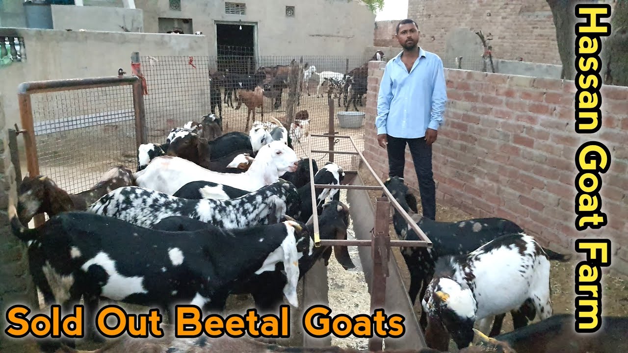 Hassan Goat Farm Ke Adant Beetal Goats Lot Sold Out || Responsible ...