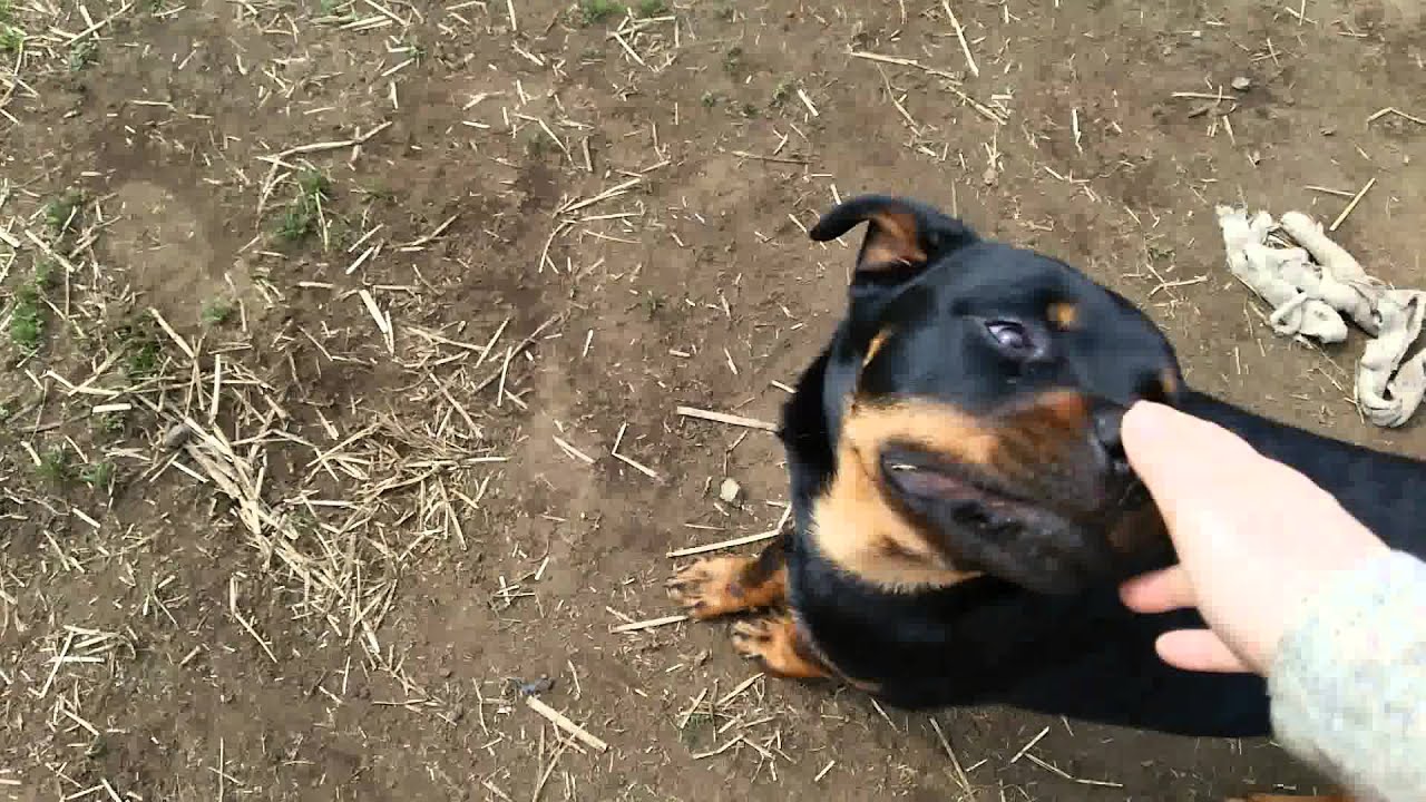 7 months old rottweiler in Japan from NZ - YouTube