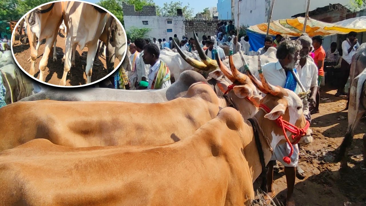 Yemmiganur Farmers Bulls // Godupu colour Oxes videos - YouTube